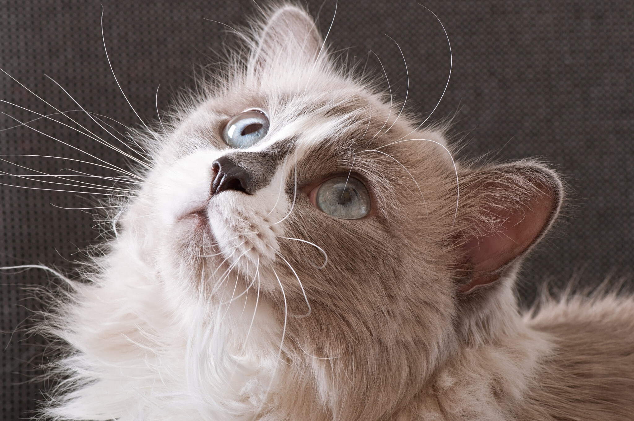 Eine Katze mit vielen Haaren? So entfernen Sie Katzenhaare im Haus - DARF
